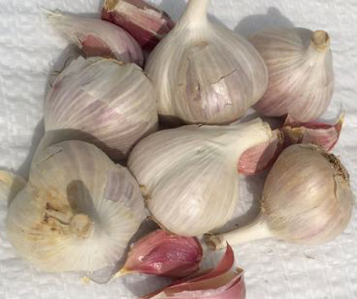 Majestic, Garlic Bulbs | Urban Farmer
