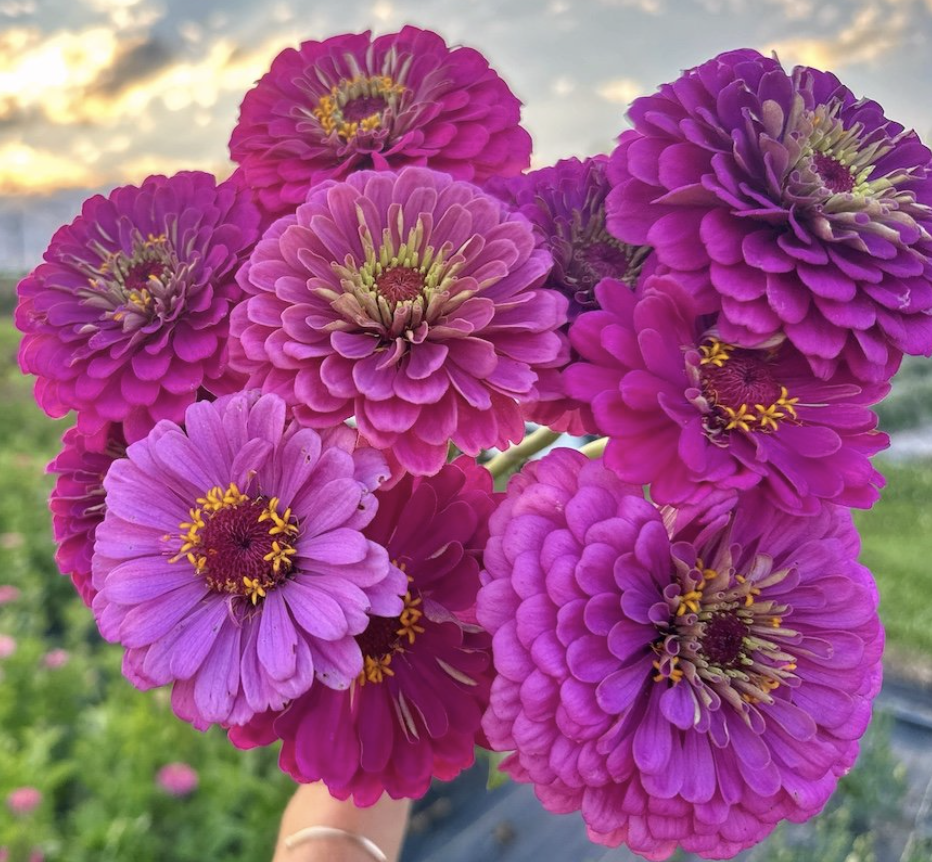 Benary's Giant Purple, Zinnia Seeds | Urban Farmer