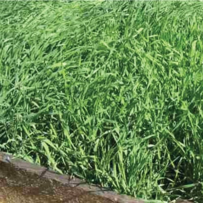 Elbon Rye, Grains | Urban Farmer