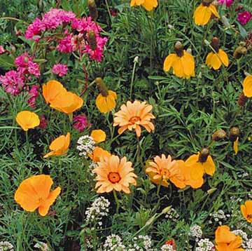 Southwest Blend, Wildflower Seed | Urban Farmer