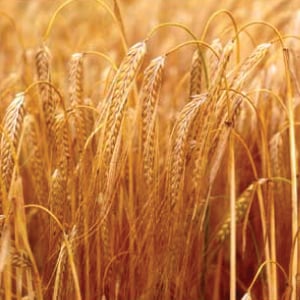 Thoroughbred Barley, Grains | Urban Farmer
