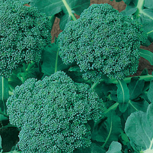 De Cicco, Broccoli Seeds | Urban Farmer