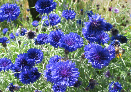 cornflower blue planter