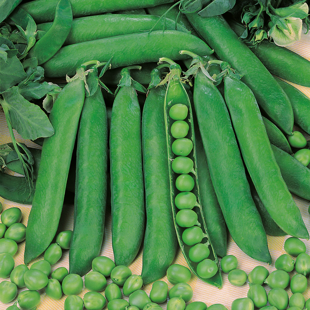 Rondo, Pea Seeds | Urban Farmer