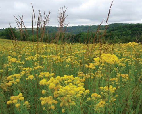 Stiff Goldenrod, Solidago Seeds | Urban Farmer