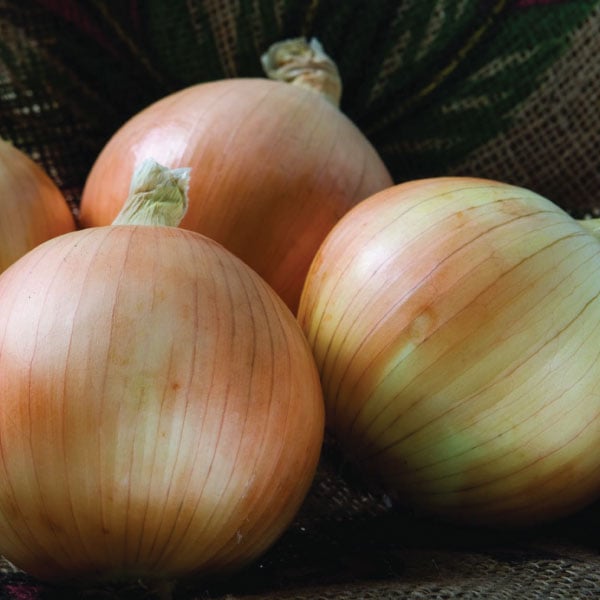 Scout, (F1) Onion Seeds | Urban Farmer