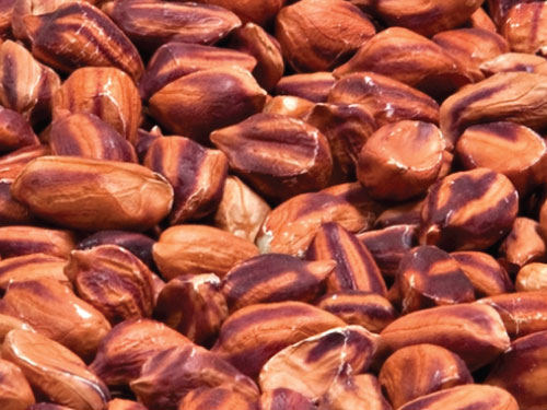 Wild Jungle, Peanut Seeds | Urban Farmer