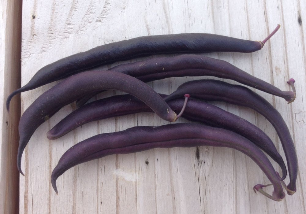 Royal Burgundy, Bean Seeds | Urban Farmer
