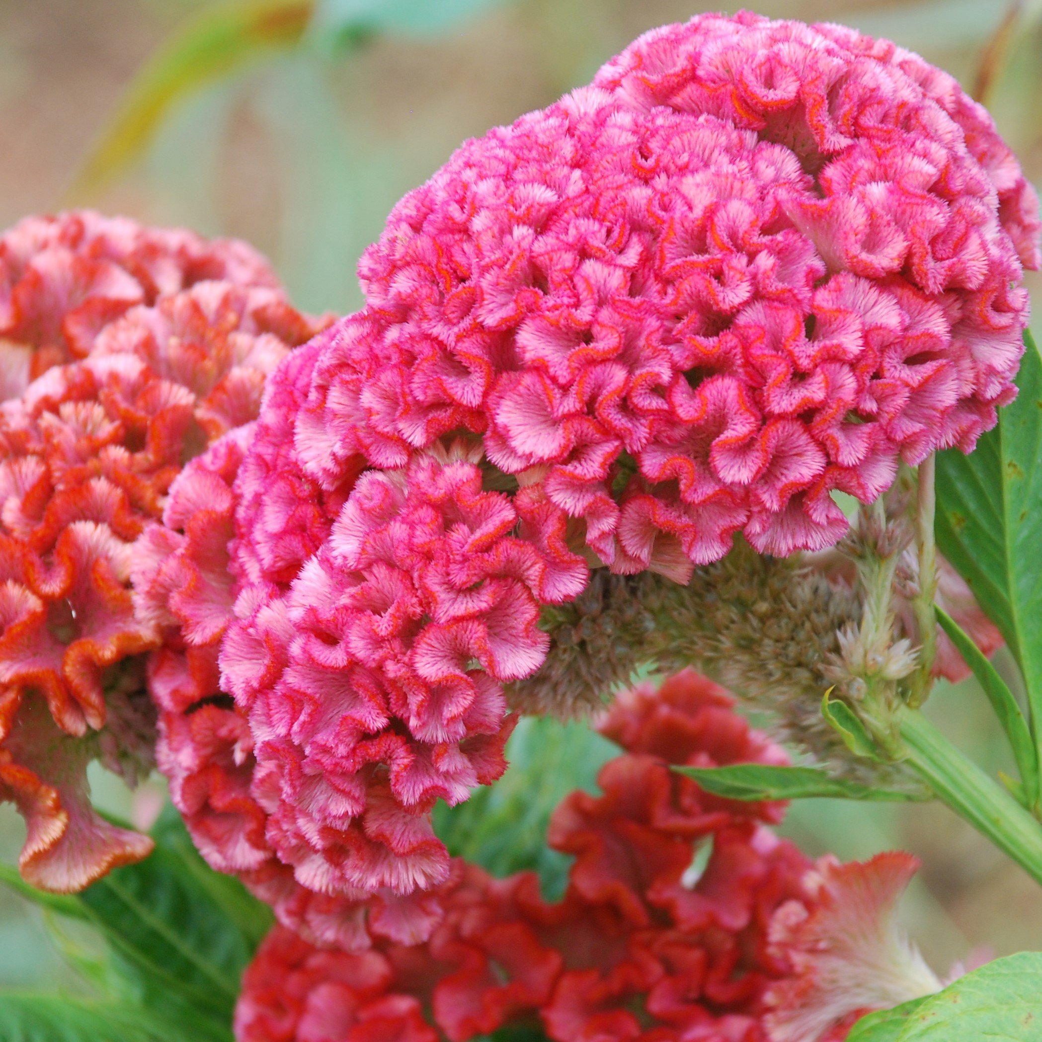 Chief Rose, Celosia Seeds | Urban Farmer