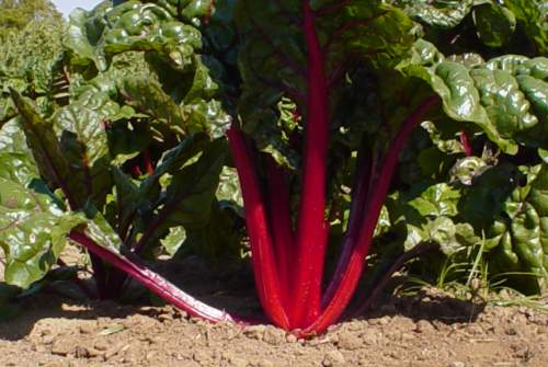 Ruby Red, Swiss Chard Seeds | Urban Farmer
