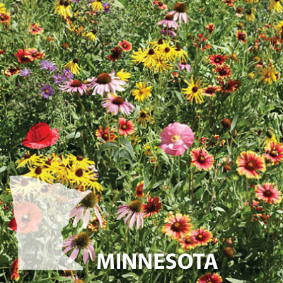 Minnesota Blend, Wildflower Seed | Urban Farmer