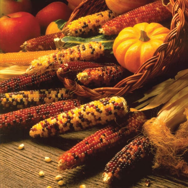 Carousel, Corn Seed | Urban Farmer