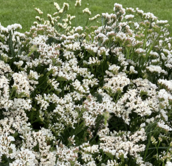 Hipster White, Statice Seeds | Urban Farmer