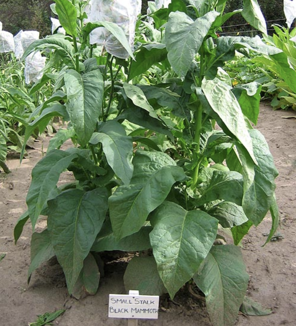 Small Stalk Black Mammoth, Tobacco Seed | Urban Farmer