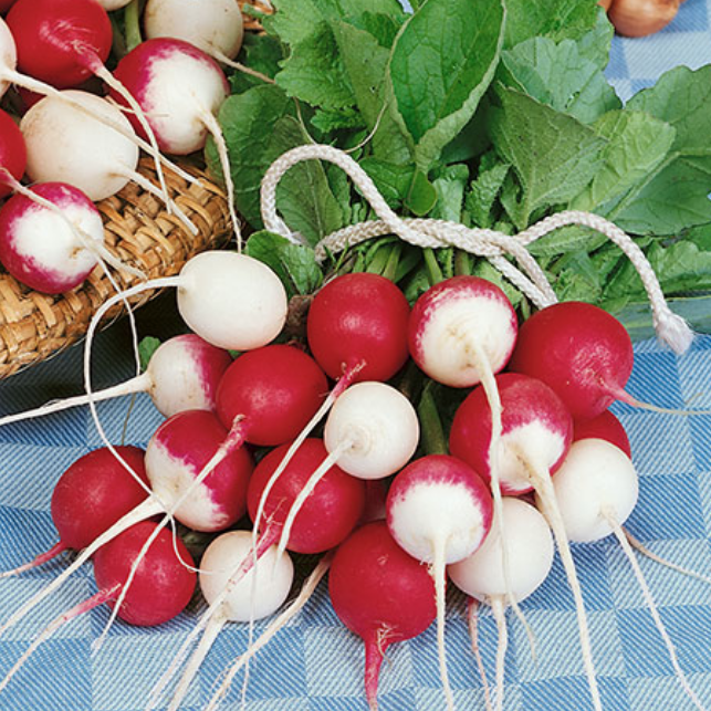 Confetti Mix, Radish Seeds | Urban Farmer