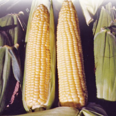 Buttergold, (F1) Corn Seed | Urban Farmer