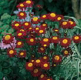Robinson's Crimson, Pyrethrum Seeds | Urban Farmer