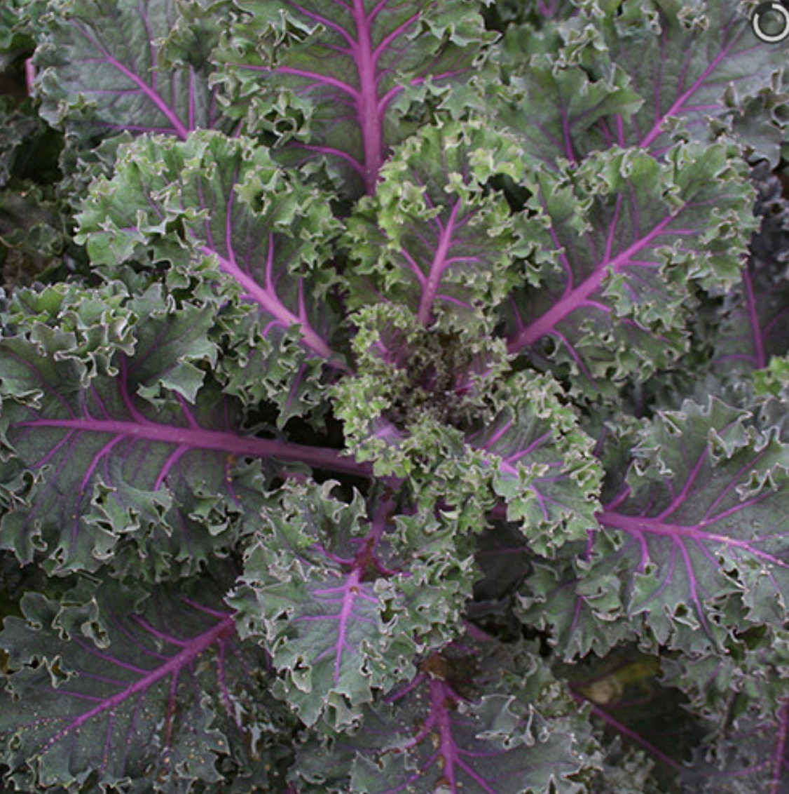Roulette, Kale Seed | Urban Farmer