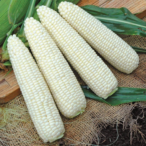 Freedom MXR, (F1) Corn Seed | Urban Farmer