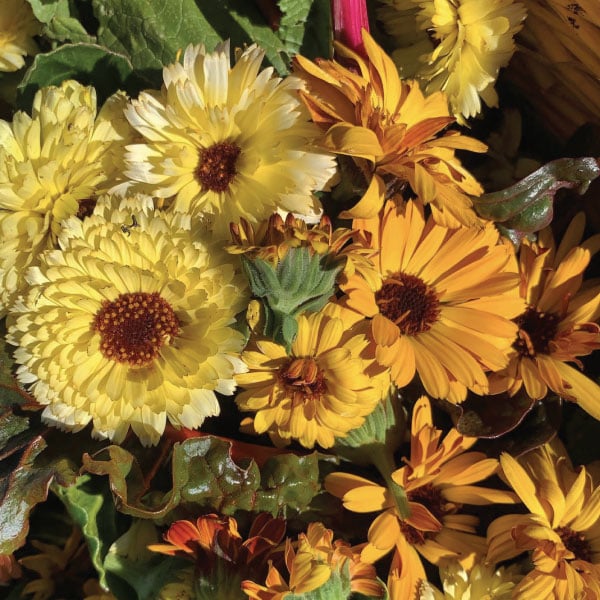 Flashback Mix, Calendula Seeds | Urban Farmer
