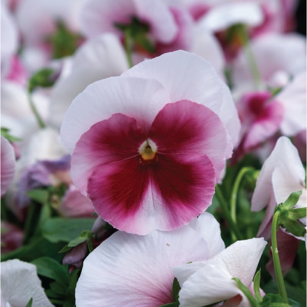 Beacon Rose Spring Grandio, (F1) Viola Seeds | Urban Farmer