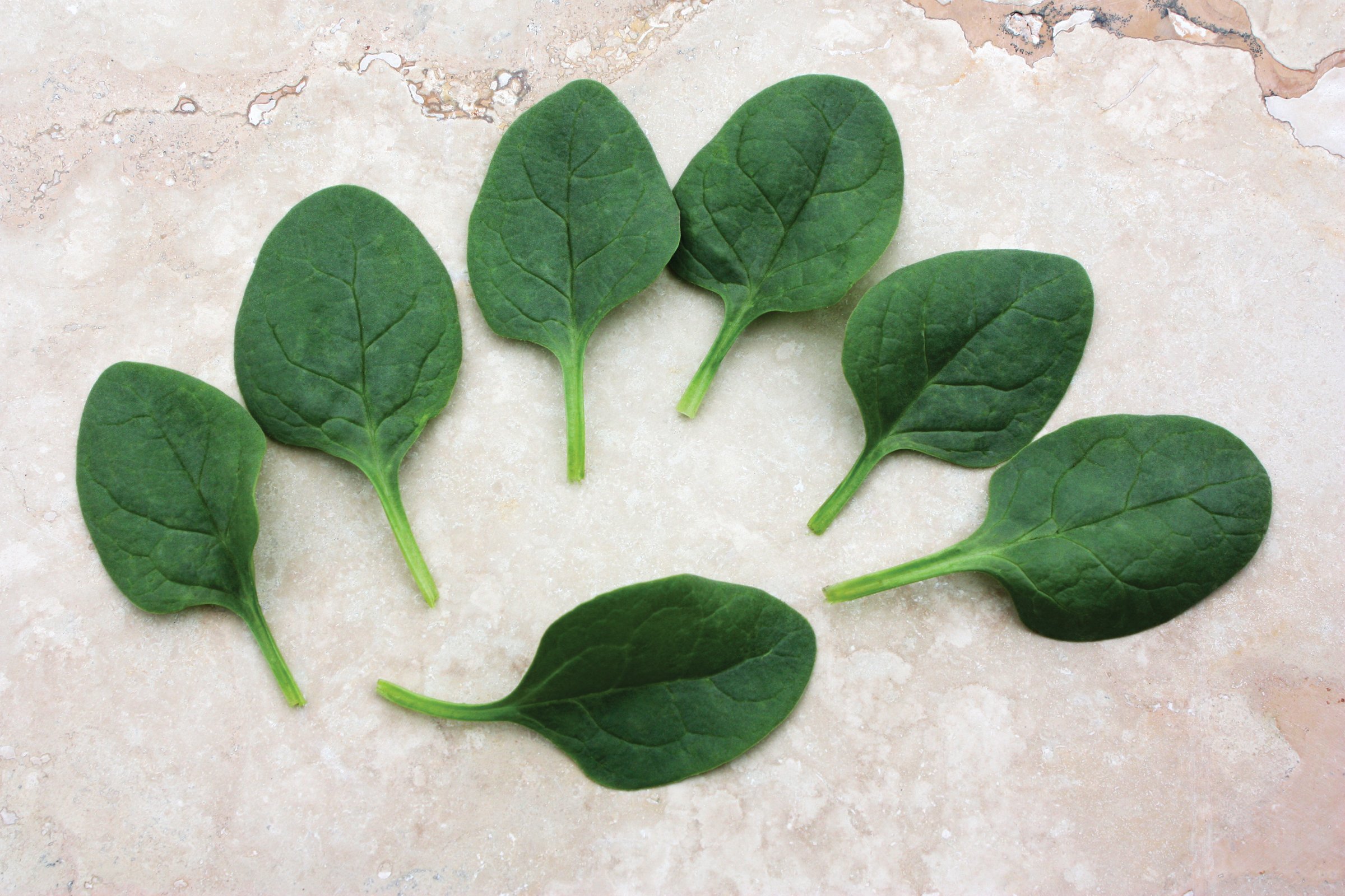 Seaside, (F1) Spinach Seeds | Urban Farmer