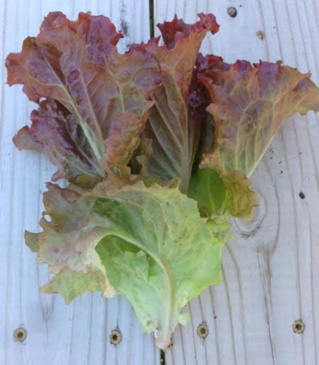 Ruby Red, Lettuce Seeds | Urban Farmer