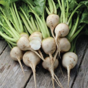 White Albino, Beet Seeds | Urban Farmer
