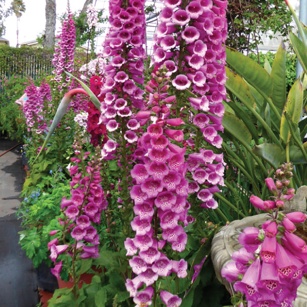 Camelot Rose, (F1) Digitalis Seeds | Urban Farmer