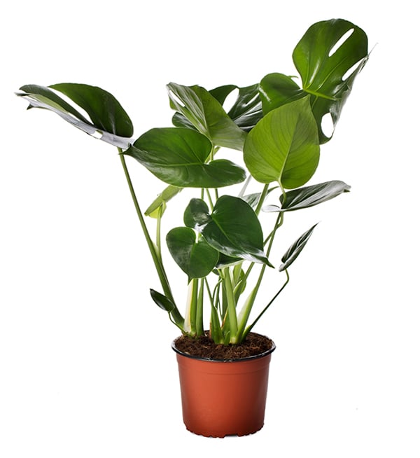 Tauerii, Monstera Seed | Urban Farmer