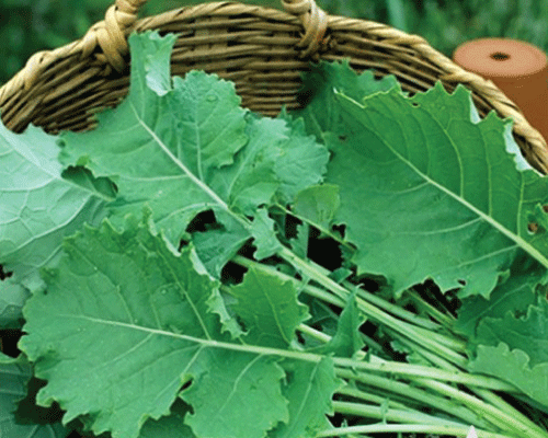 Premier, Kale Seed | Urban Farmer