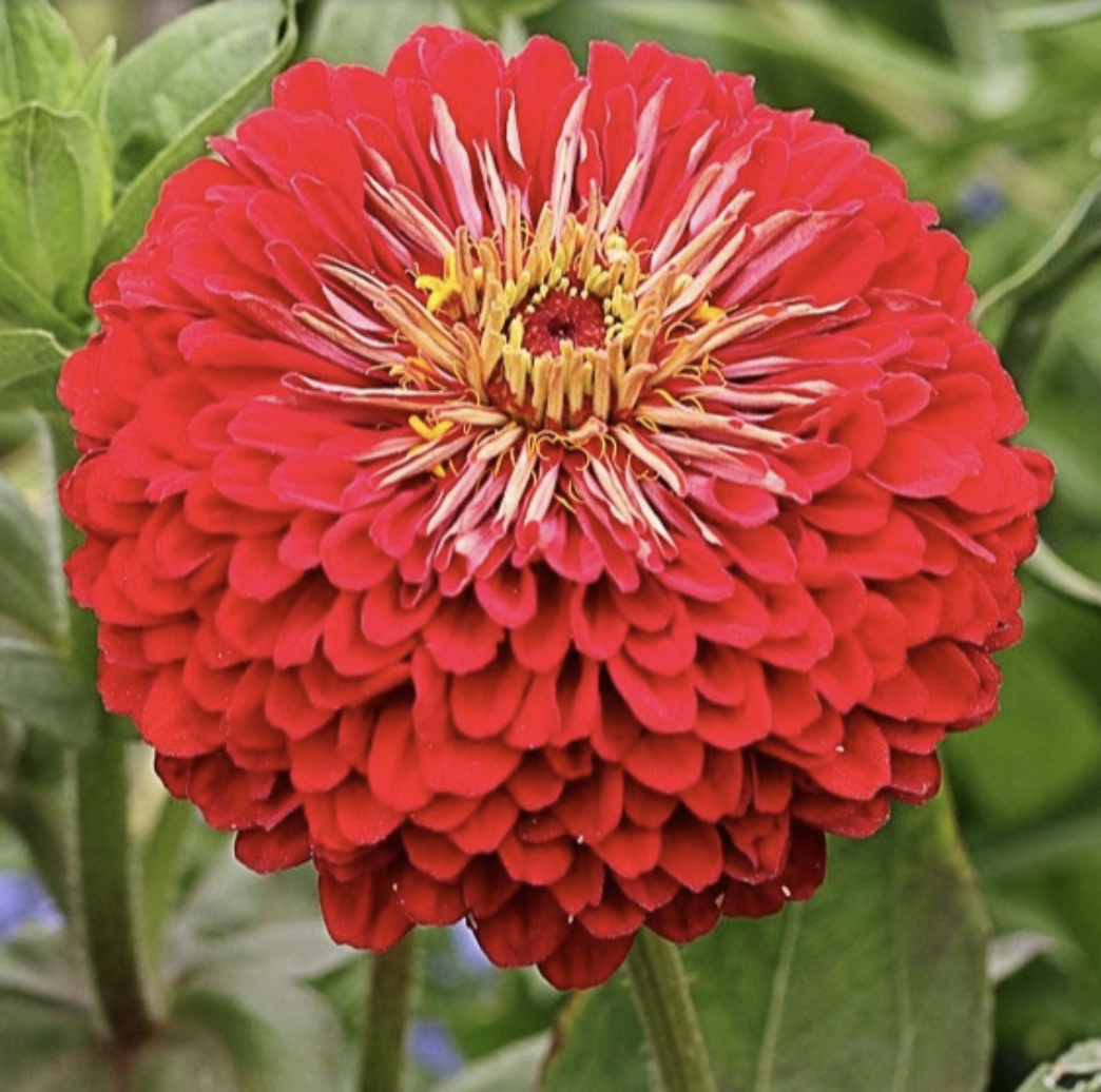 Benary's Giant Deep Red, Zinnia Seeds | Urban Farmer