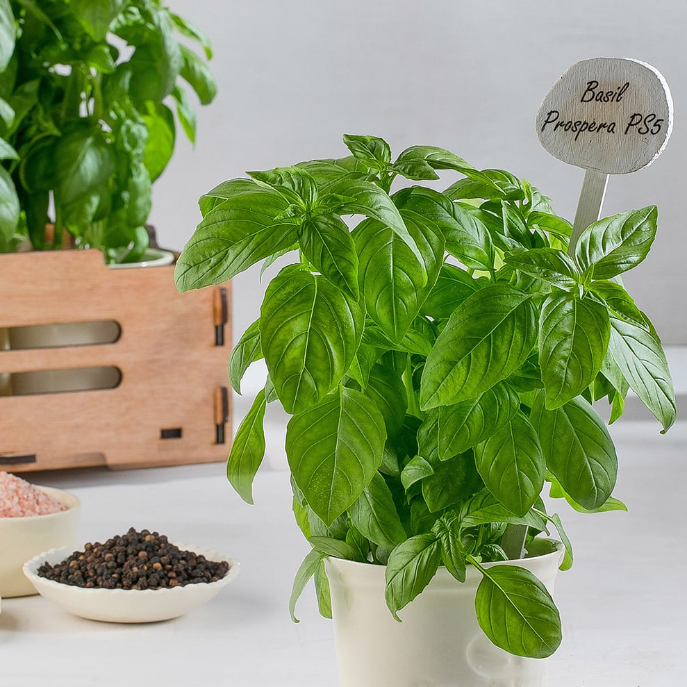 Prospera® DMR (PS5), (F1) Organic Basil Seeds | Urban Farmer