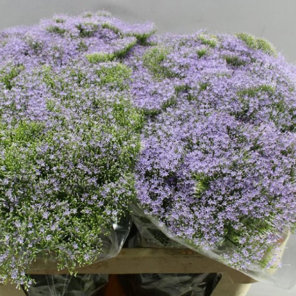 Lake Michigan Blue, (F1) Trachelium Seed | Urban Farmer