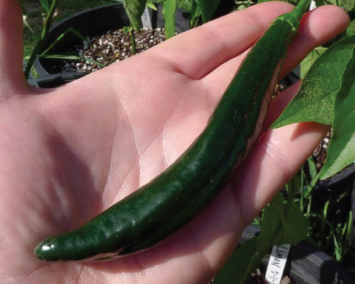 Holy Mole, (F1) Pepper Seeds | Urban Farmer