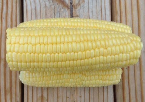 Bodacious, (F1) Corn Seed | Urban Farmer