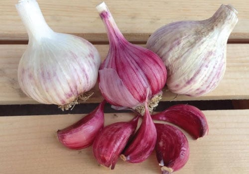Spanish Roja, Garlic | Urban Farmer
