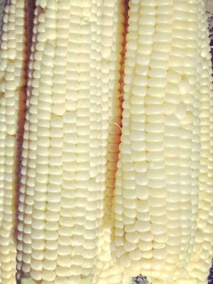 Silver King, (F1) Corn Seed | Urban Farmer