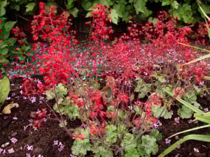 Ruby Bells, Heuchera Seeds | Urban Farmer