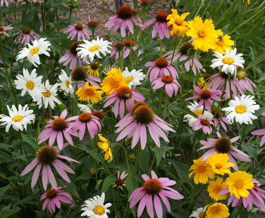 Shade Flower Blend, Wildflower Seed | Urban Farmer