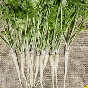 parsley root vegetable