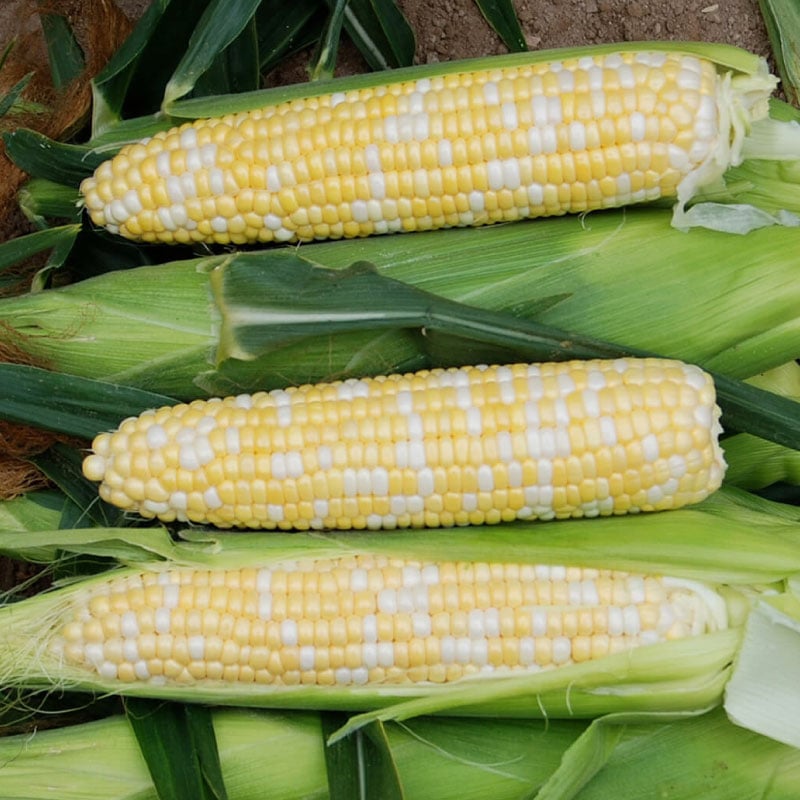 Euphoria, (F1) Corn Seed | Urban Farmer