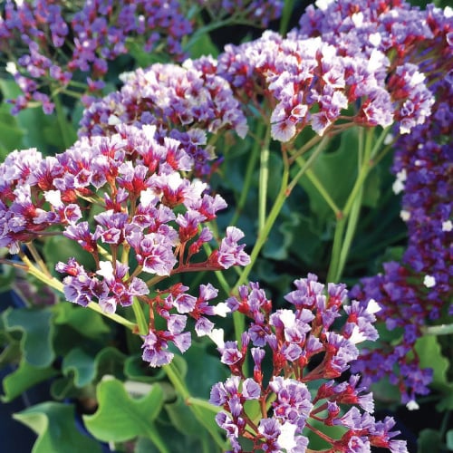 QIS Pale Blue, Statice Seeds | Urban Farmer