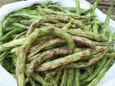 Rattlesnake, Bean Seeds | Urban Farmer