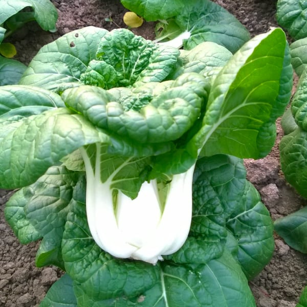 Asian Delight, (F1) Pak Choi Cabbage | Urban Farmer