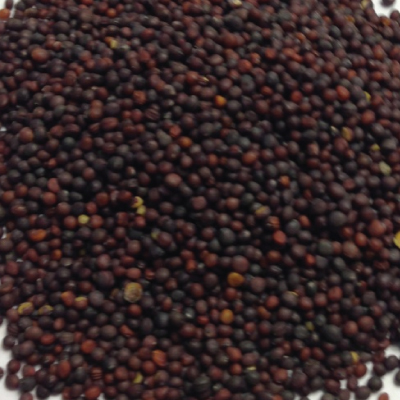 Barkant Forage Turnip, Brassicas | Urban Farmer