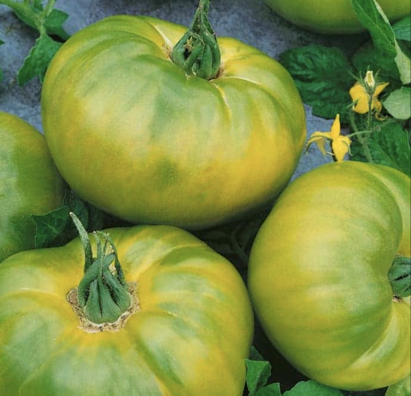 Chef's Choice Green, (F1) Tomato Seeds | Urban Farmer