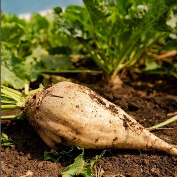 Sugar, Beet Seeds | Urban Farmer