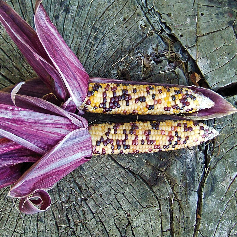 Red Husk Spectrum, Corn Seed | Urban Farmer