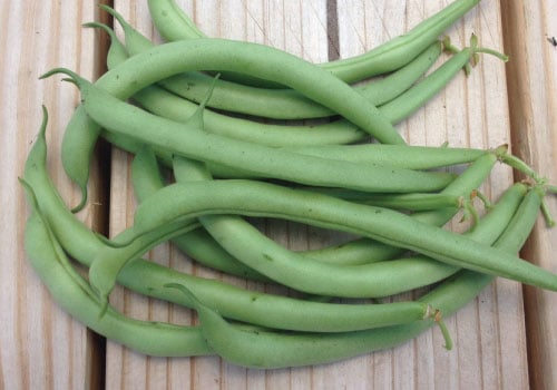 Contender, Bean Seeds | Urban Farmer